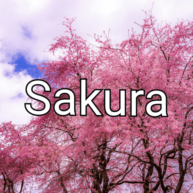 Sakura - tviolin.com